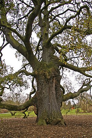 William Lucombe Facts for Kids