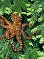 Pacific tree octopus Facts for Kids