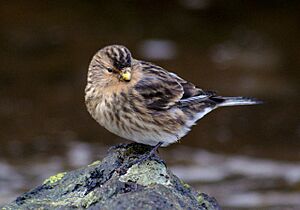 Twite Facts for Kids