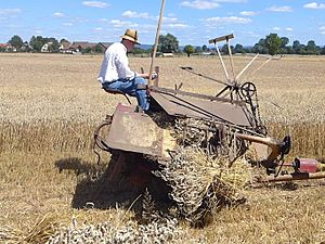 Sheaf (agriculture) Facts for Kids