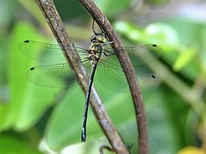Forest mosquitohawk Facts for Kids
