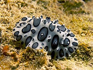 Nudibranch Facts for Kids
