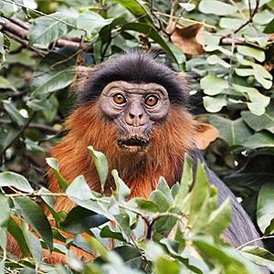 Temminck's red colobus Facts for Kids