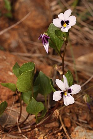 Wedge-leaf violet Facts for Kids