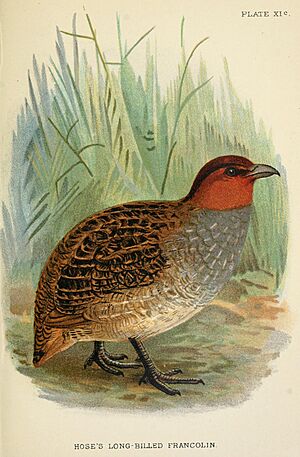 Dulit partridge Facts for Kids