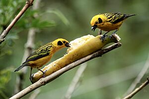 Golden tanager Facts for Kids