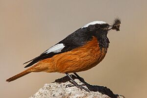 Güldenstädt's redstart Facts for Kids