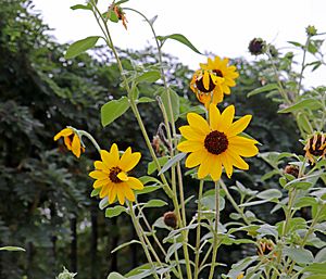 Silverleaf sunflower Facts for Kids