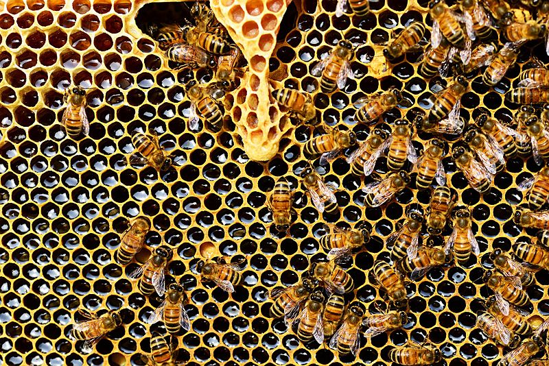 Image: Kin selection, Honey bees for Kids