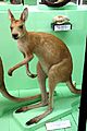 Antilopine kangaroo Facts for Kids
