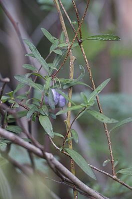 Purple apple-berry Facts for Kids