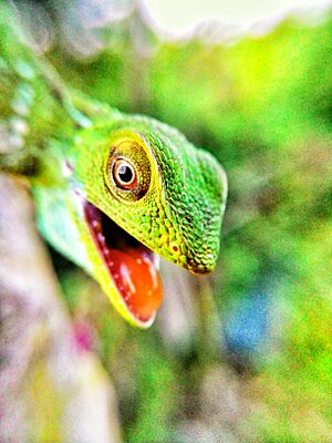 Maned forest lizard Facts for Kids