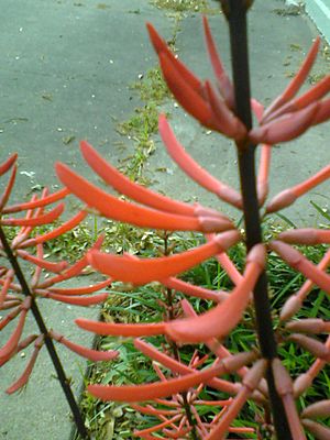 Coral tree Facts for Kids