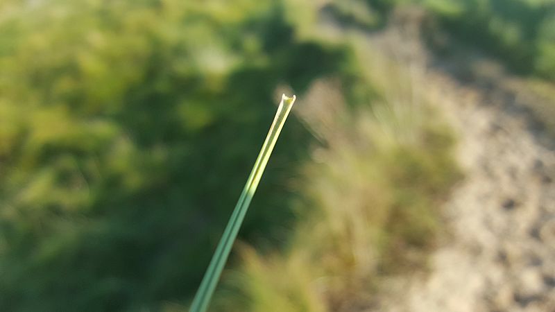 Marram grass Facts for Kids