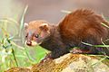 European polecat Facts for Kids