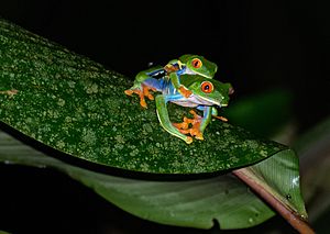 Red-eyed tree frog Facts for Kids