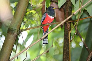 Collared trogon Facts for Kids