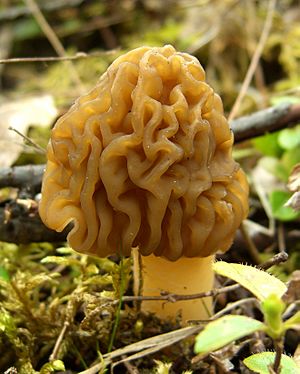 List of edible plants and mushrooms of southeast Alaska Facts for Kids