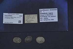 Montfortula rugosa Facts for Kids