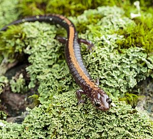 Shenandoah salamander Facts for Kids