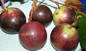 Star apple Facts for Kids