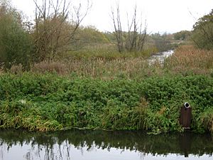 Glastonbury Canal Facts for Kids