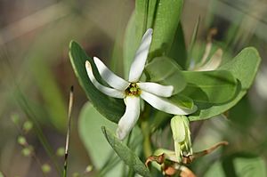 Beautiful pawpaw Facts for Kids