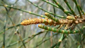 Swamp she-oak Facts for Kids