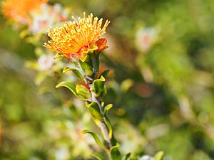 Eremaea brevifolia Facts for Kids