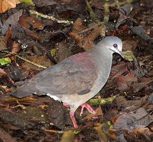 Purplish-backed quail-dove Facts for Kids