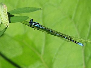 Stream bluet Facts for Kids