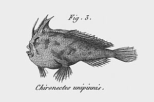 Smooth handfish Facts for Kids