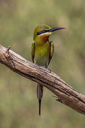 Blue-tailed bee-eater Facts for Kids