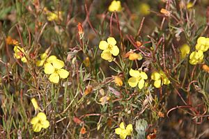 Field primrose Facts for Kids