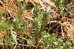 San Diego pepperweed Facts for Kids