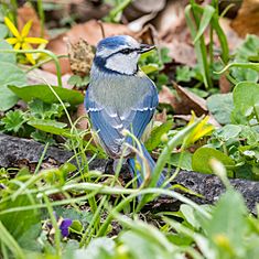 Eurasian blue tit Facts for Kids