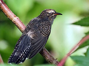 Plaintive cuckoo Facts for Kids