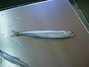 Rainbow smelt Facts for Kids