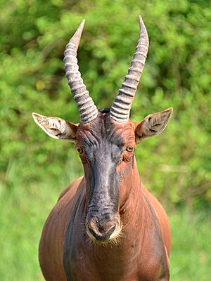 Damaliscus lunatus Facts for Kids