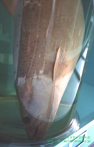 Sichuan taimen Facts for Kids