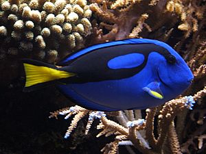 Paracanthurus Facts for Kids