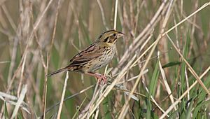 Henslow's sparrow Facts for Kids