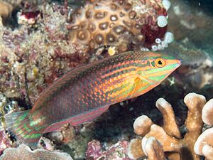 Red-lined wrasse Facts for Kids