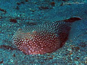 Southern stargazer Facts for Kids