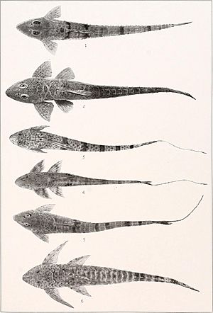 Loricariichthys microdon Facts for Kids