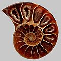 Ammonite Facts for Kids