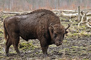 Bison Facts for Kids