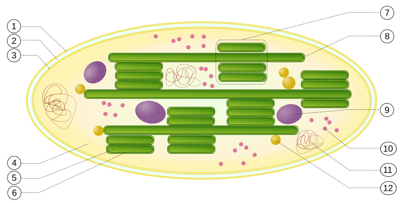 Image: Chloroplast