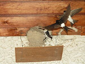 Western house martin Facts for Kids
