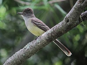 Apical flycatcher Facts for Kids
